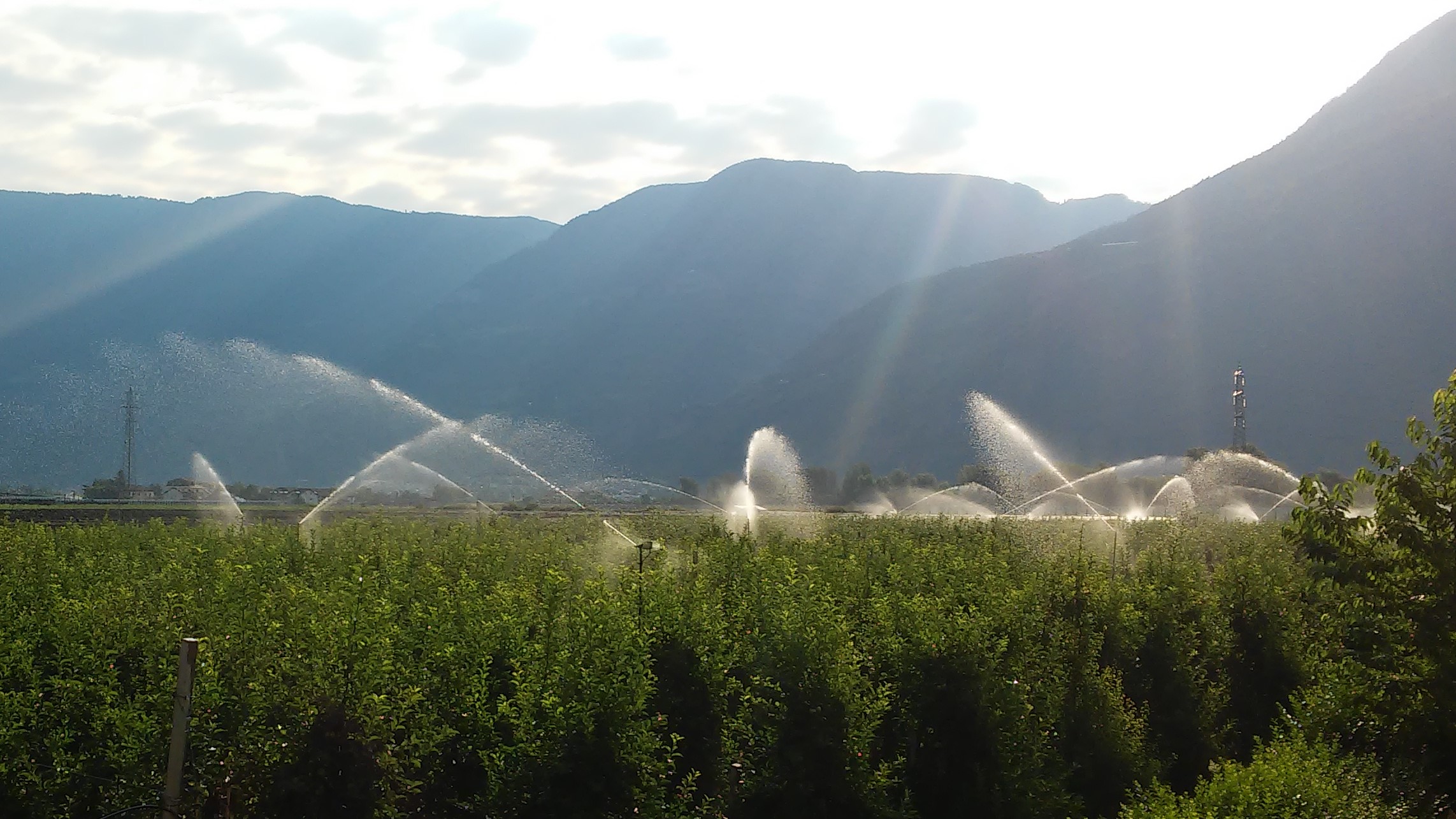 Water needs and irrigation management - Tree Ecophysiology and Ecosystems